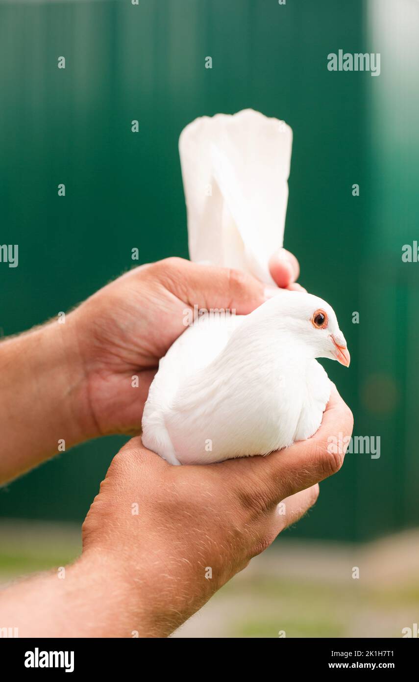 White carrier pigeon in strong male hands. Symbol of peace Stock Photo ...