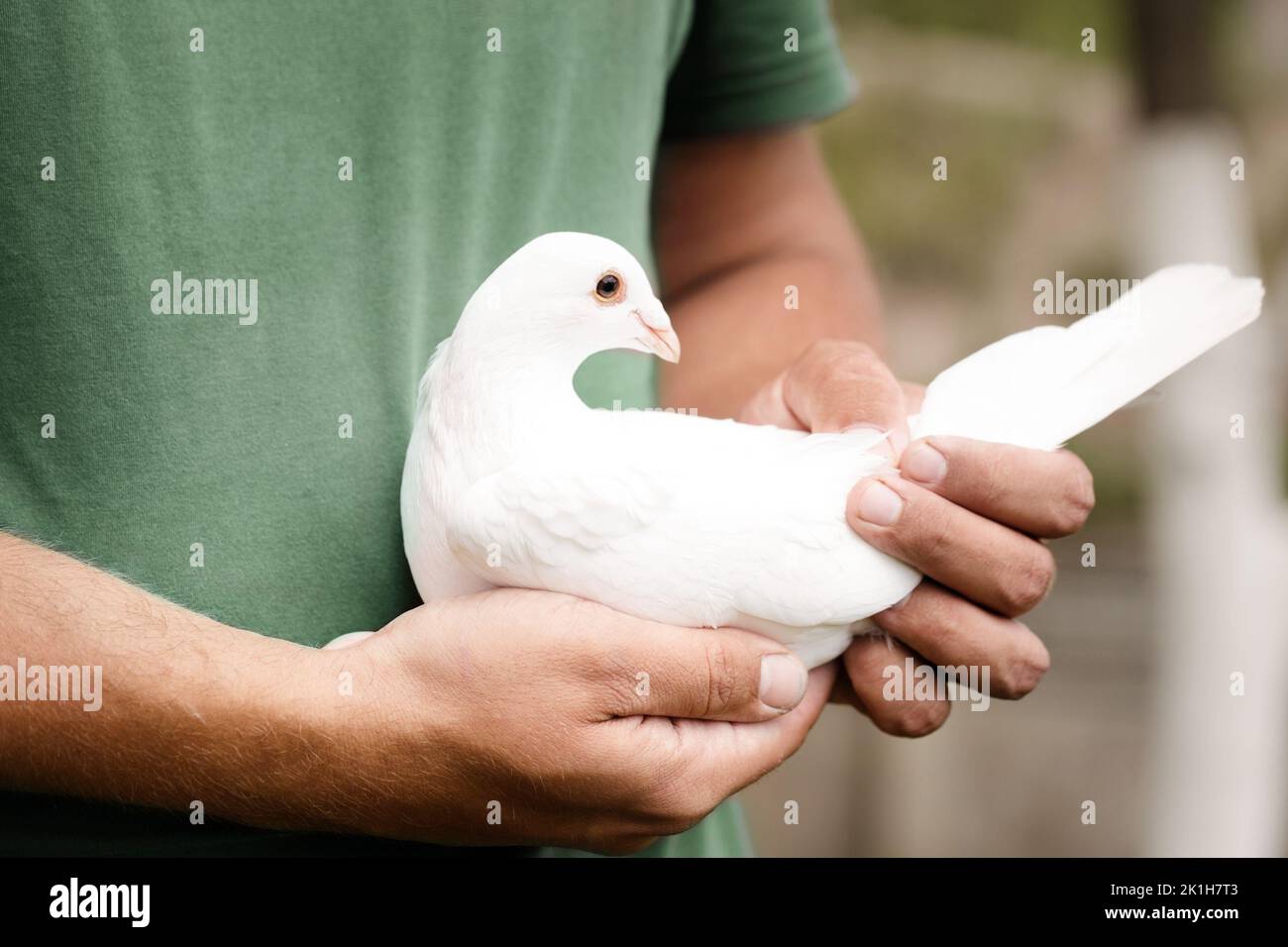 White carrier pigeon in strong male hands. Symbol of peace Stock Photo ...