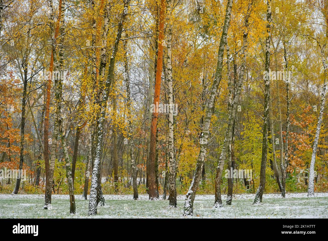 First snowfall in bright colorful city park in autumn. Lonely bench on ...
