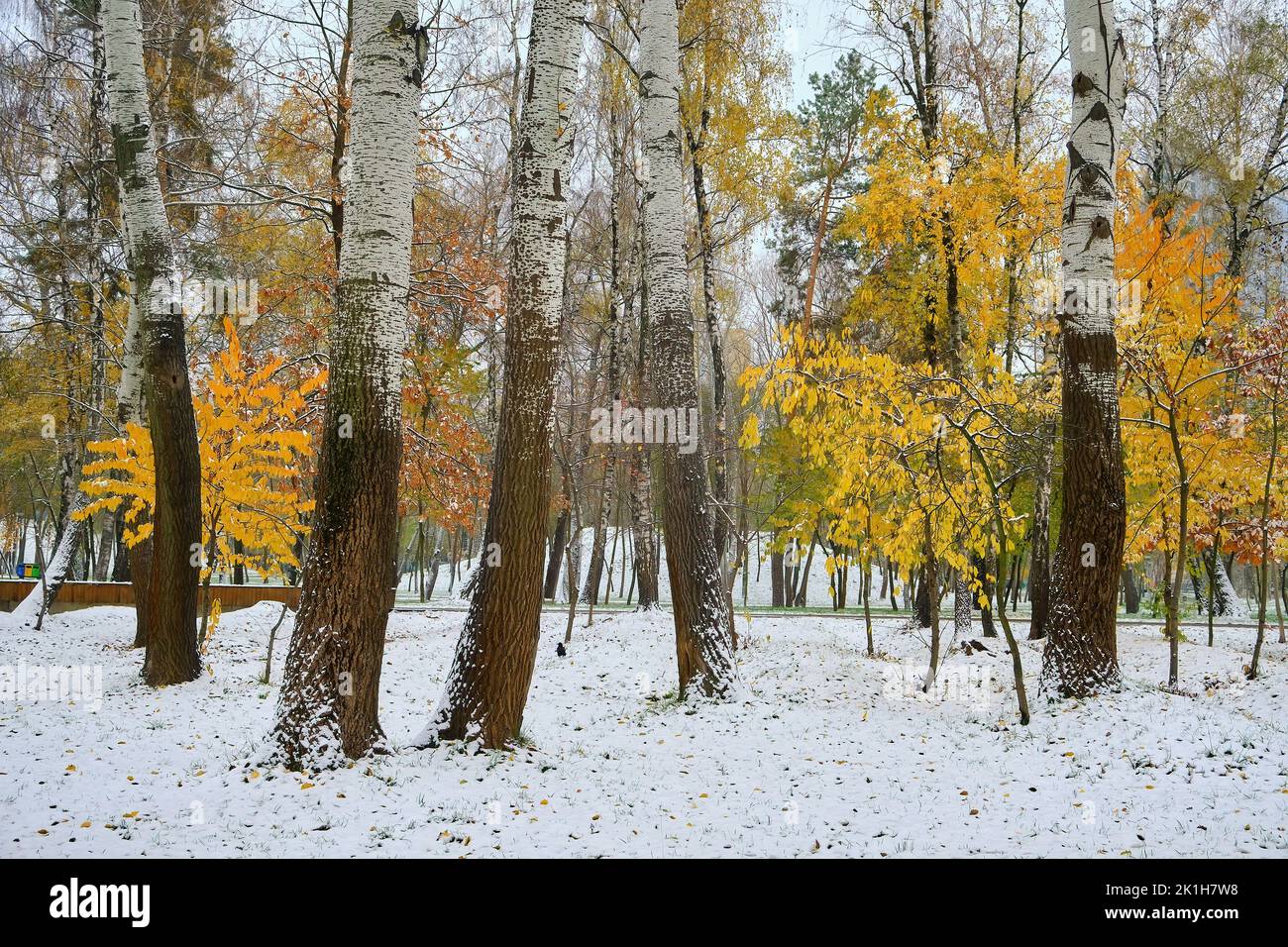 Autumn Landscape. Park in Autumn. The first snow Stock Photo - Alamy