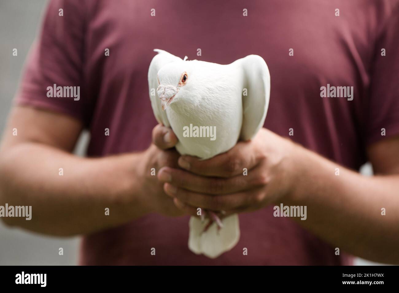 White carrier pigeon in strong male hands. Symbol of peace Stock Photo ...