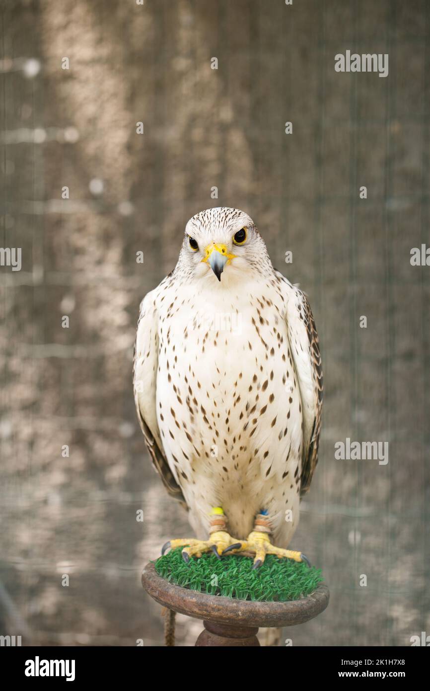 A beautiful white falcon Falco rusticolus in an aviary on a stand Stock ...