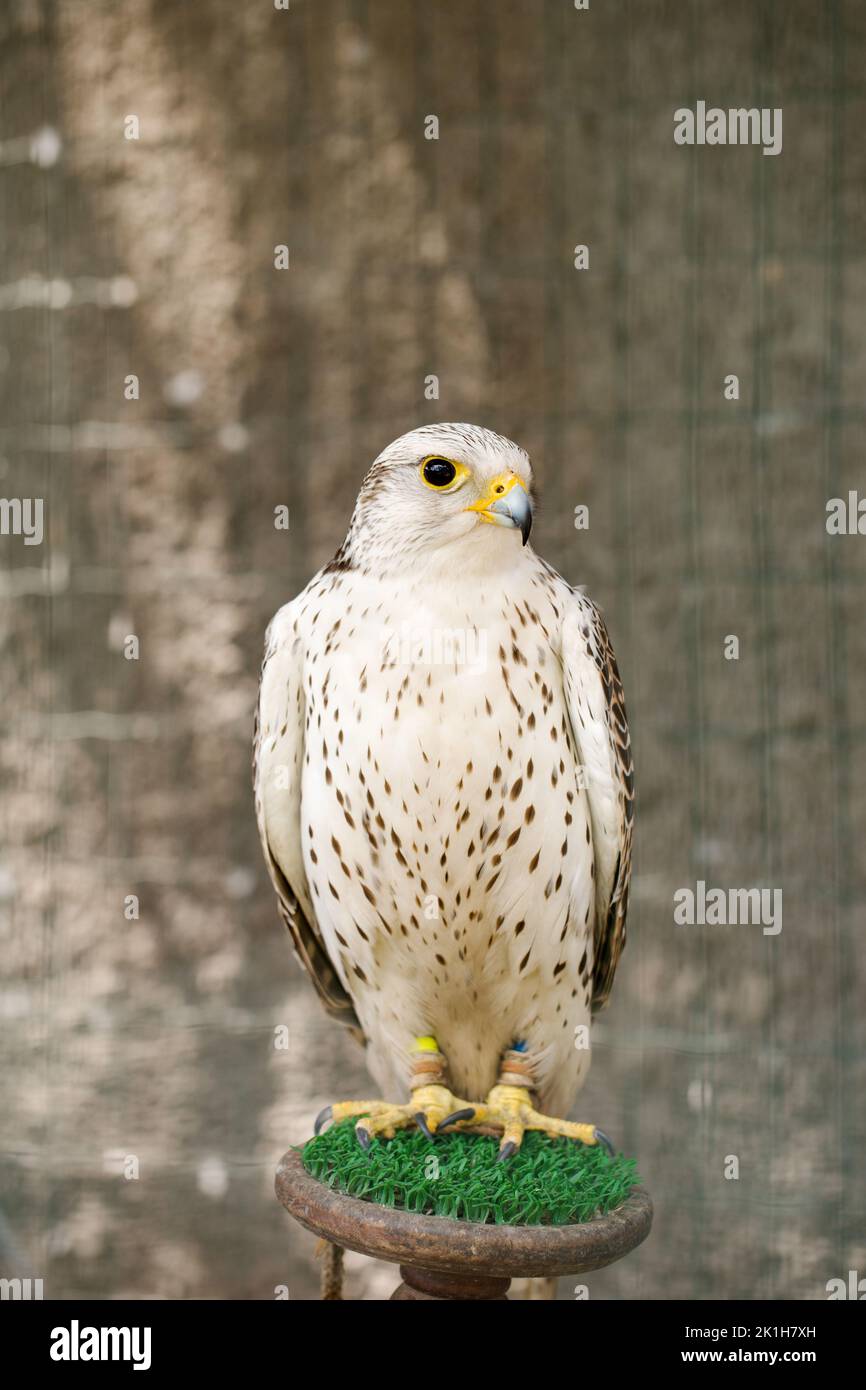 A beautiful white falcon Falco rusticolus in an aviary on a stand Stock ...
