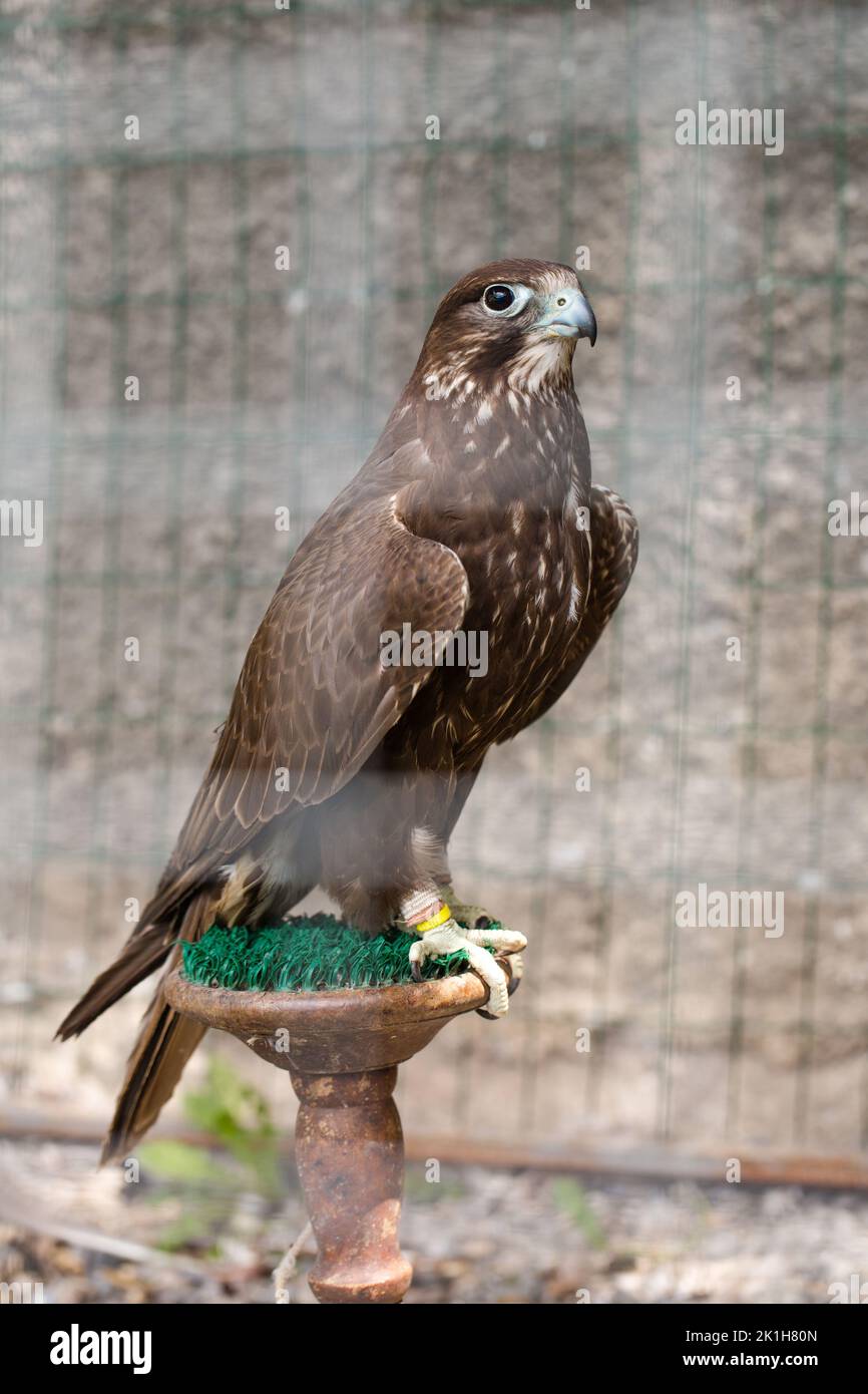 A beautiful bird of prey Peregrine falcon in an aviary and a rack Stock ...