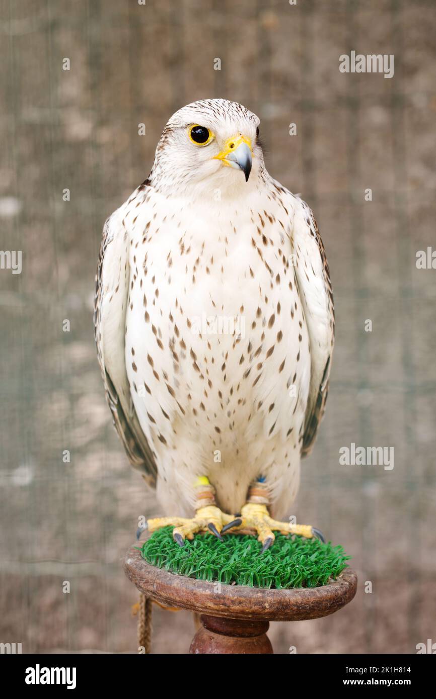 A beautiful white falcon Falco rusticolus in an aviary on a stand Stock ...