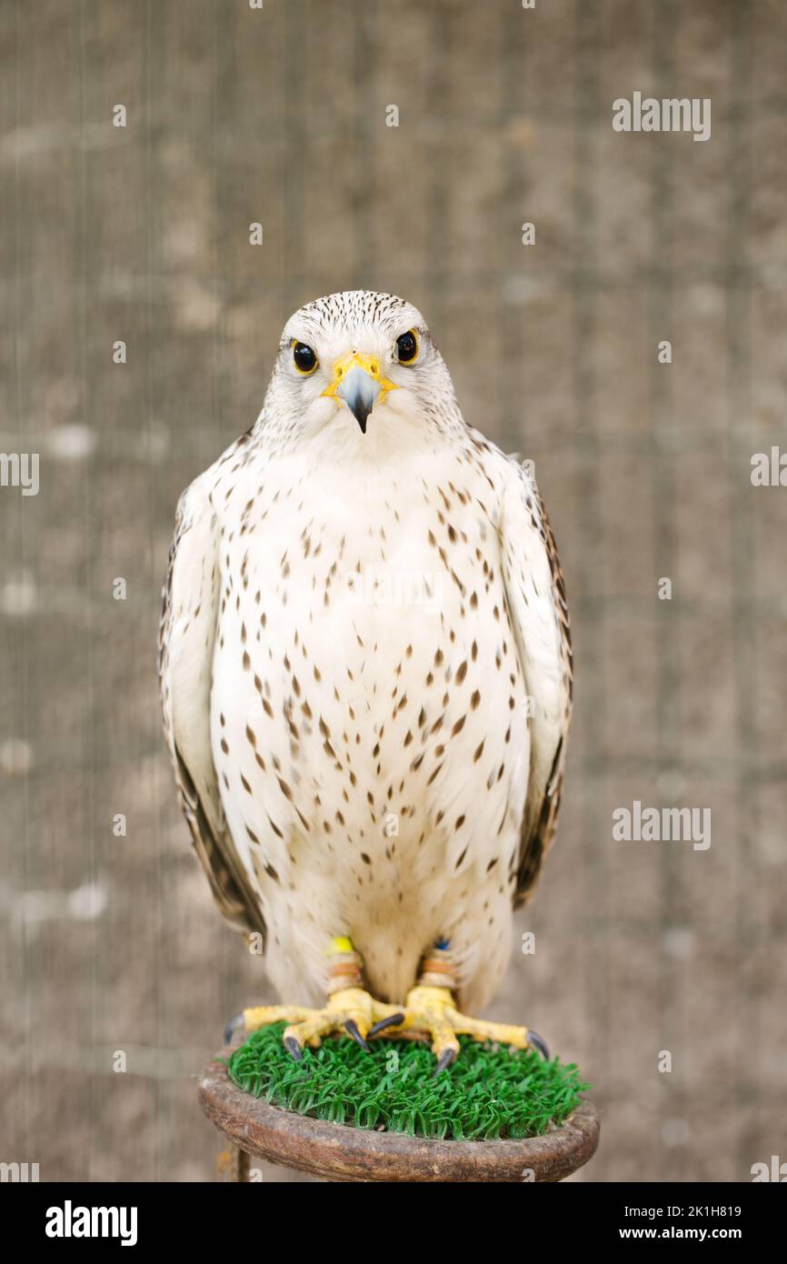 A beautiful white falcon Falco rusticolus in an aviary on a stand Stock ...