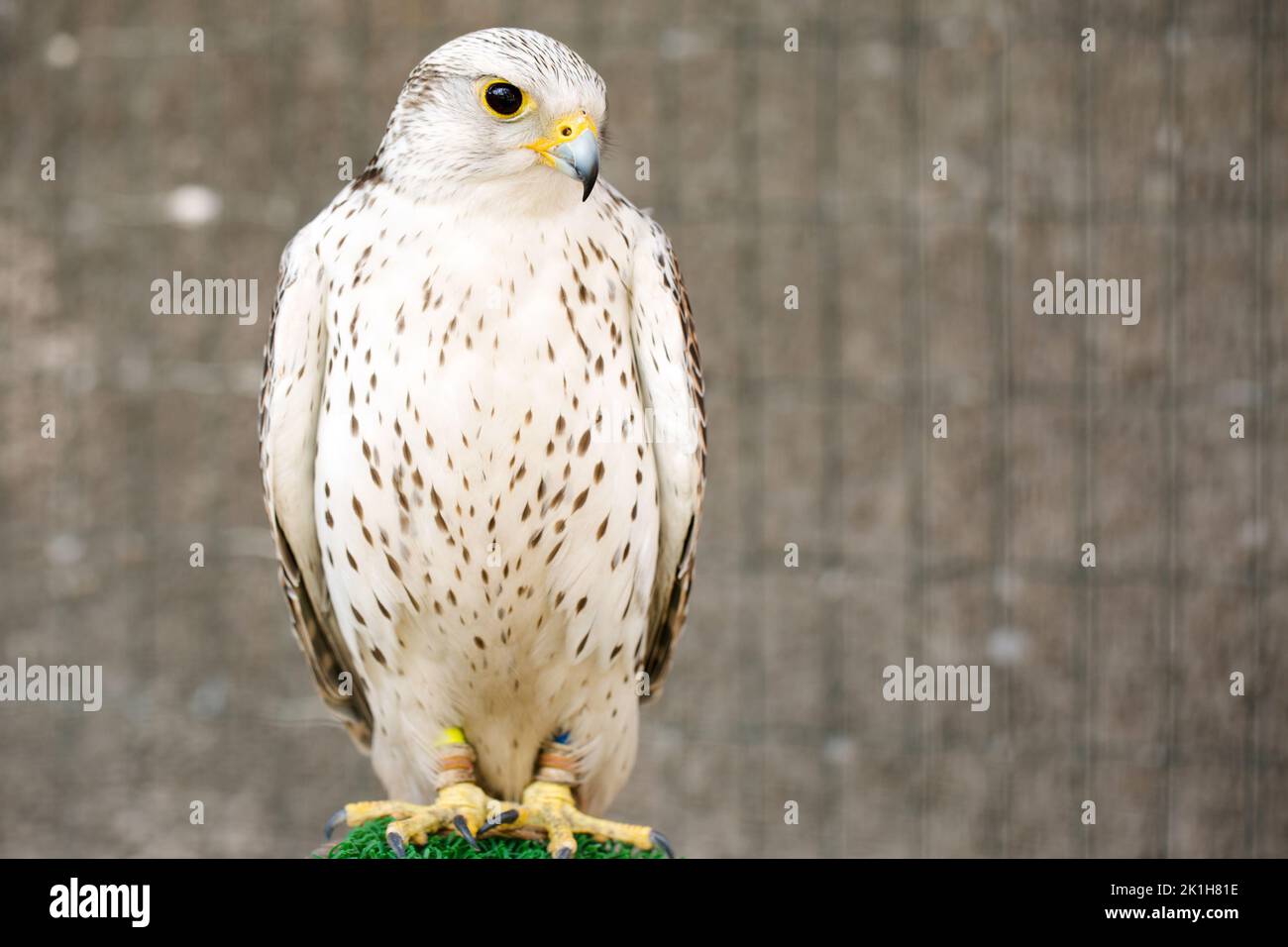 A beautiful white falcon Falco rusticolus in an aviary on a stand Stock ...