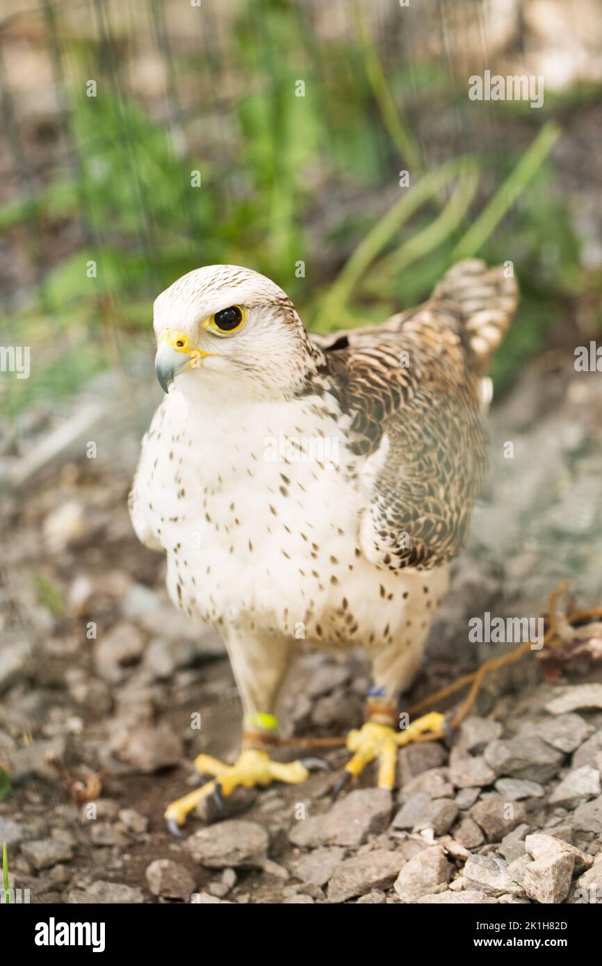 A beautiful white falcon Falco rusticolus in an aviary Stock Photo - Alamy