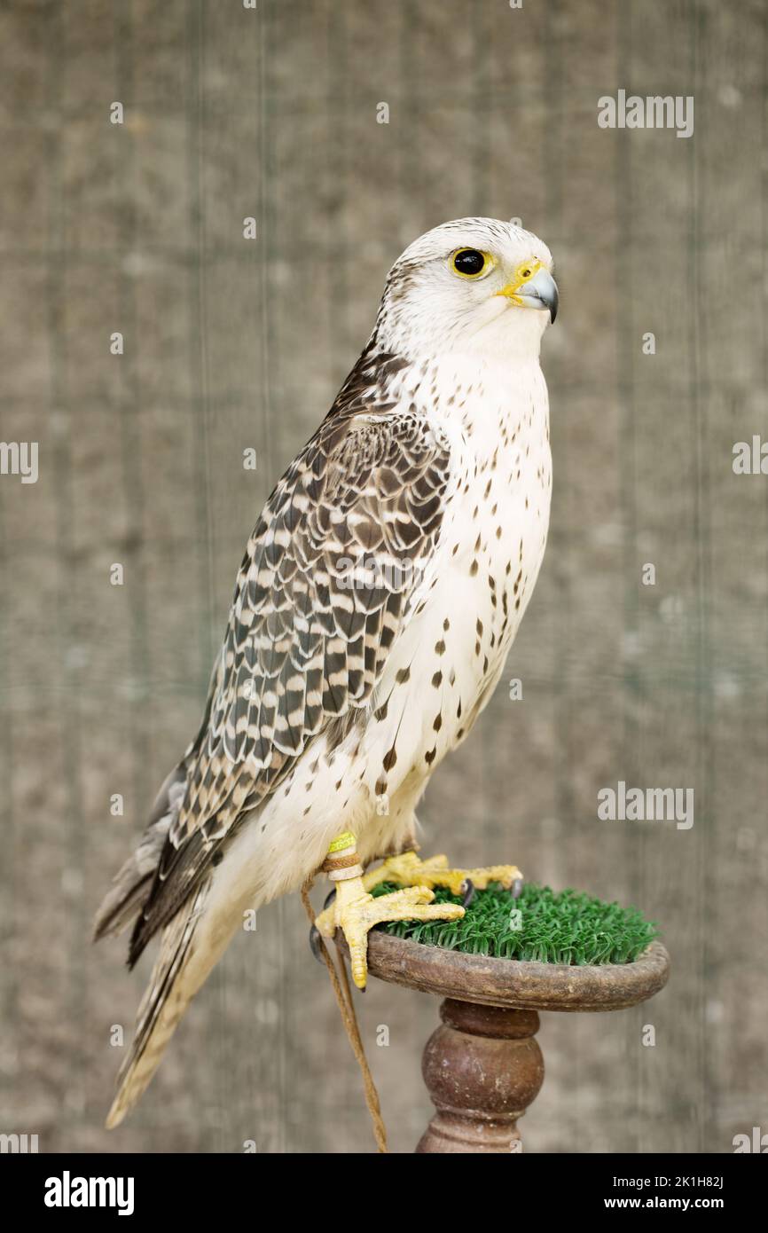 A beautiful white falcon Falco rusticolus in an aviary on a stand Stock ...