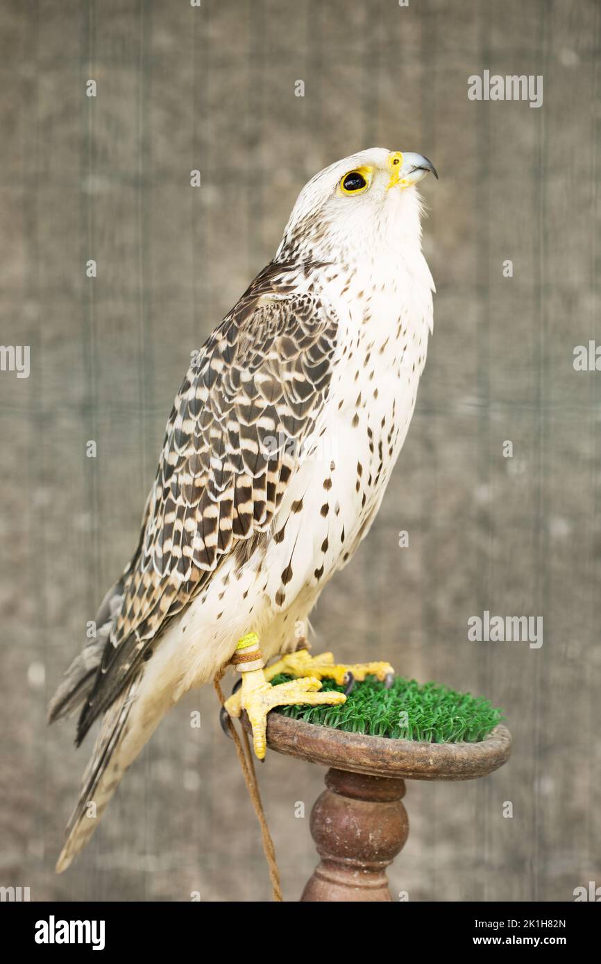 A beautiful white falcon Falco rusticolus in an aviary on a stand Stock ...