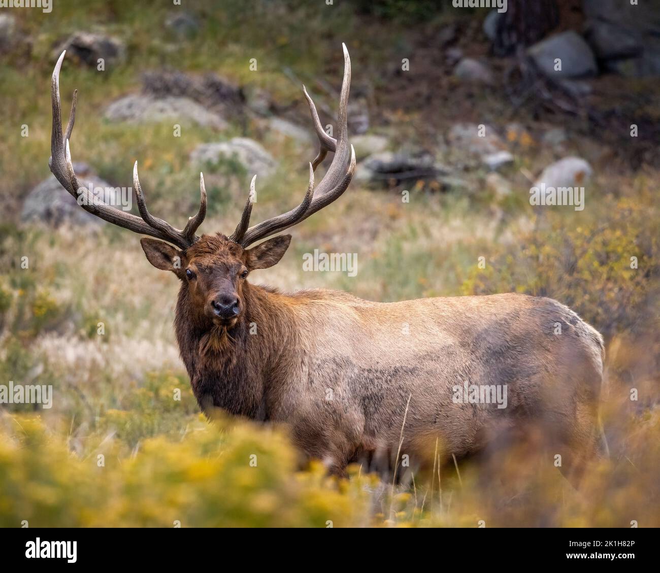Bull elk (cervus canadensis) standing broadside while observing his ...