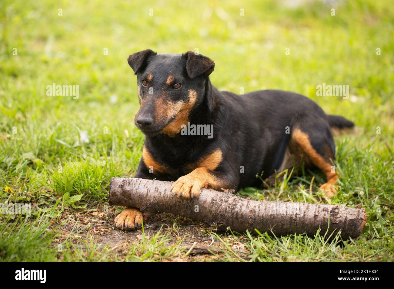Adult playful dog of the Jagdterrier breed on green grass Stock Photo ...