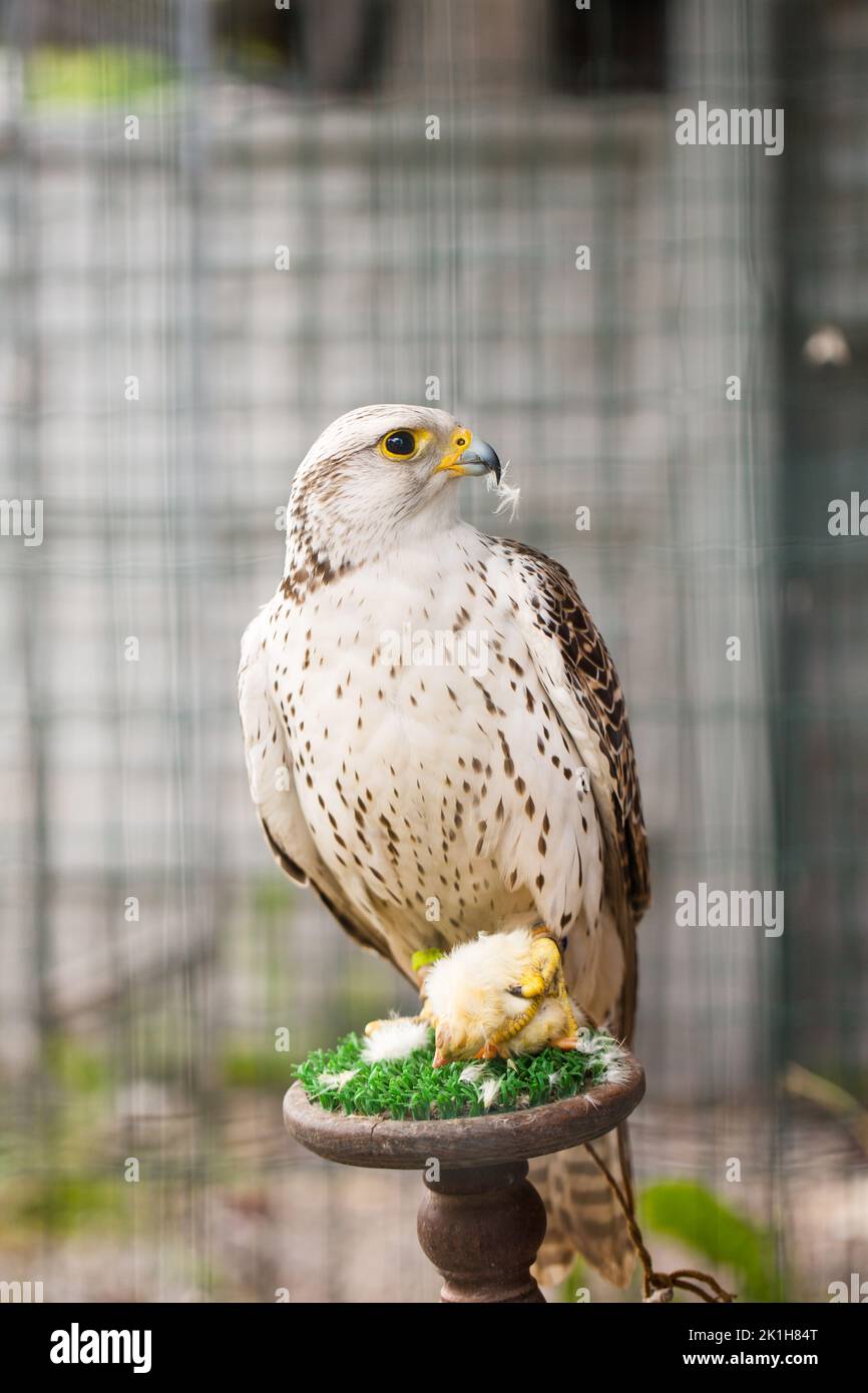 A beautiful white falcon Falco rusticolus in an aviary on a stand Stock ...