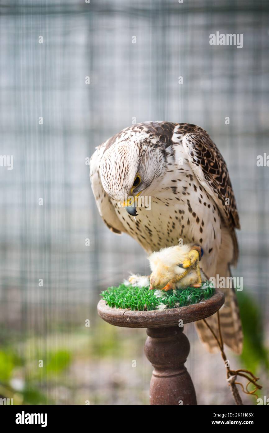 A beautiful white falcon Falco rusticolus in an aviary on a stand Stock ...