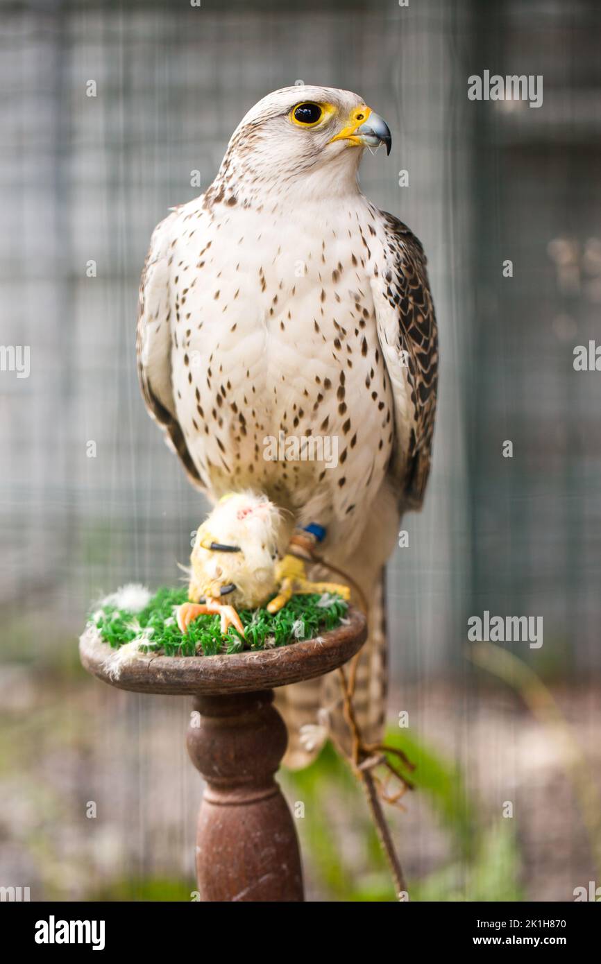 A beautiful white falcon Falco rusticolus in an aviary on a stand Stock ...