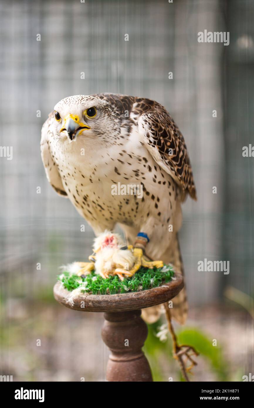 A beautiful white falcon Falco rusticolus in an aviary on a stand Stock ...