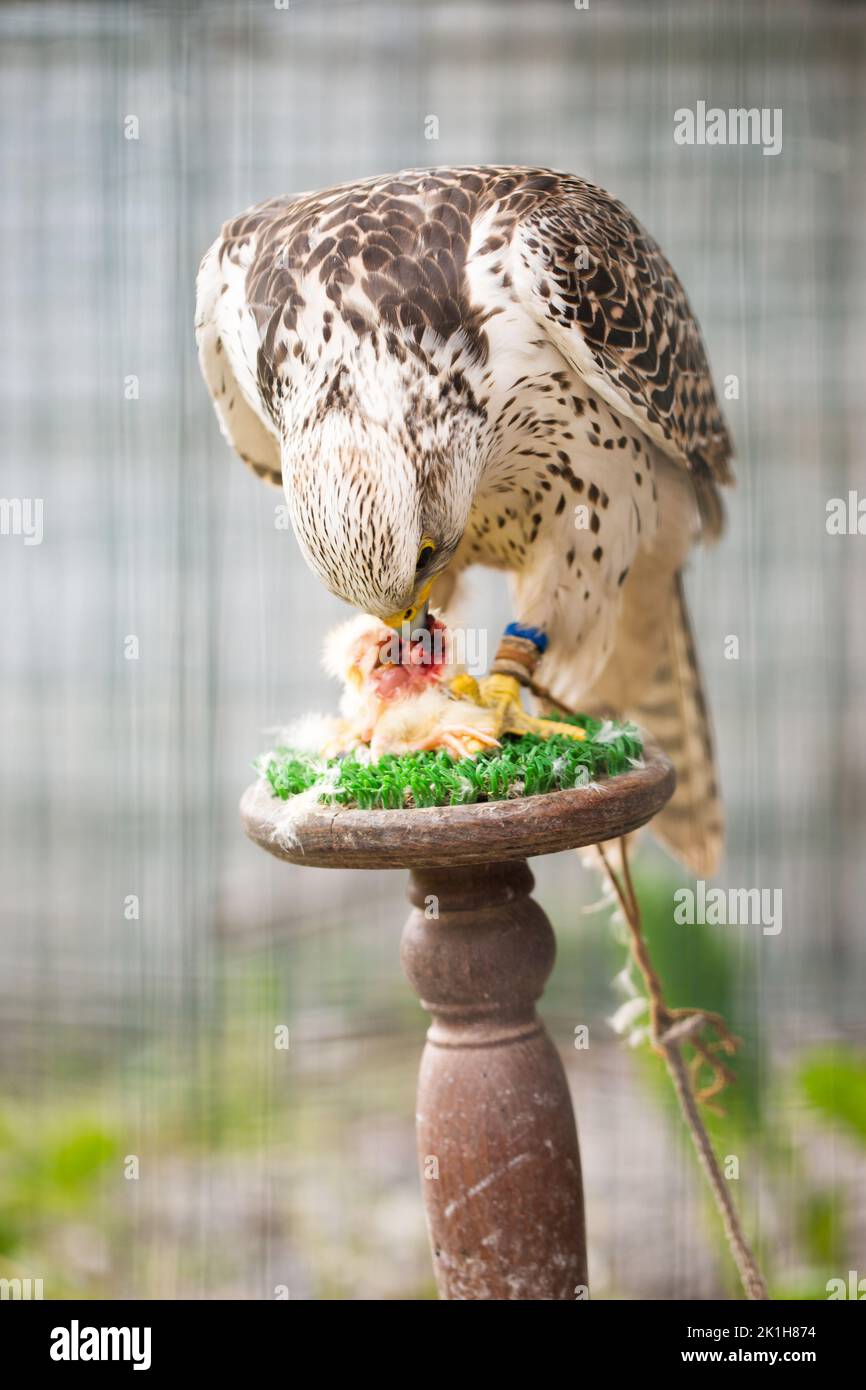 A beautiful white falcon Falco rusticolus in an aviary on a stand Stock ...