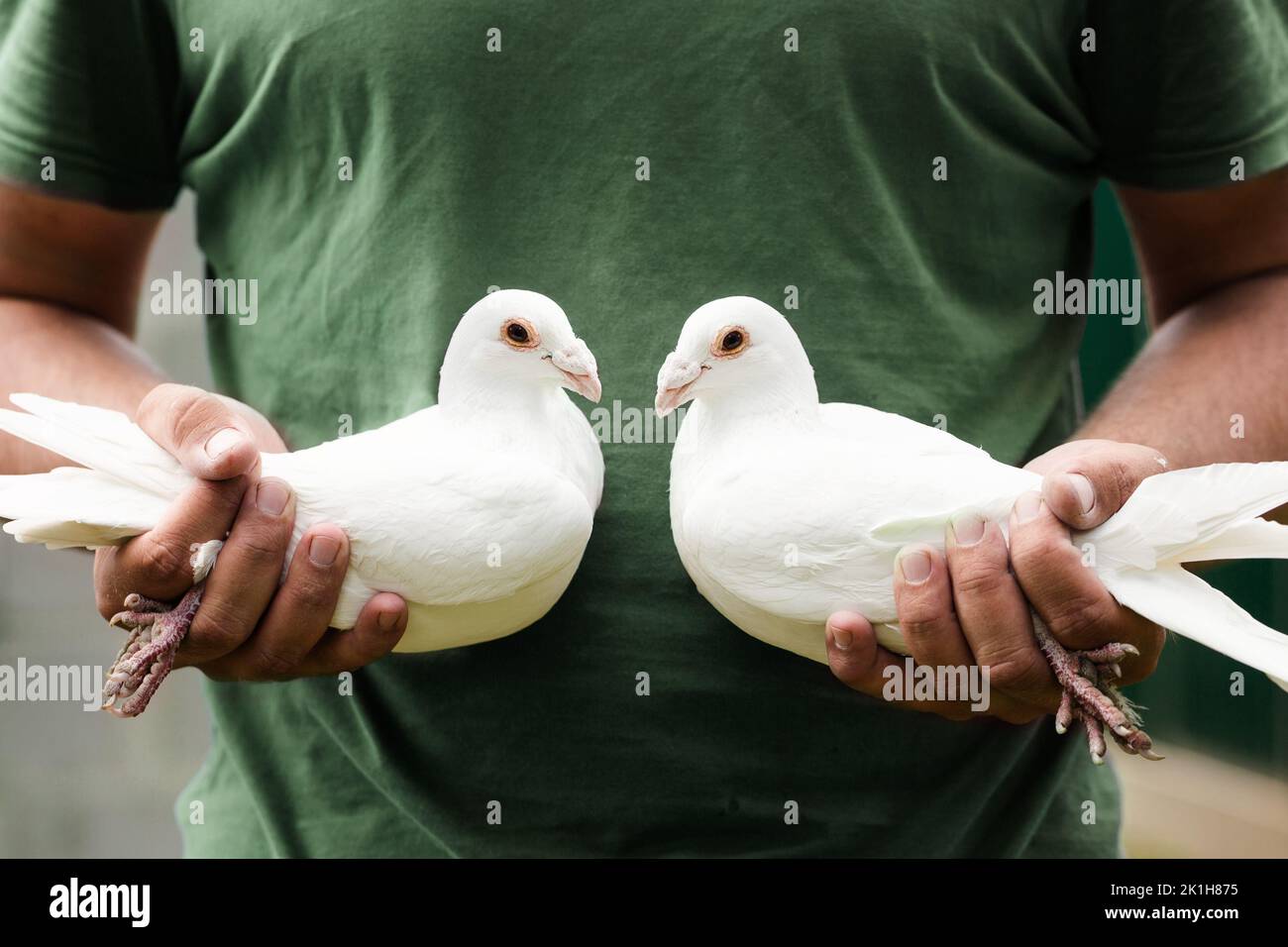 A pair of white homing messenger pigeon in strong male hands, a symbol ...