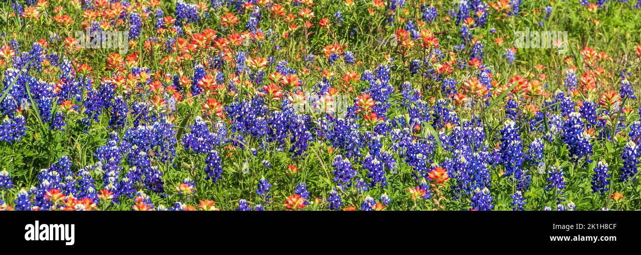 Perfect for texas climate hi-res stock photography and images - Alamy