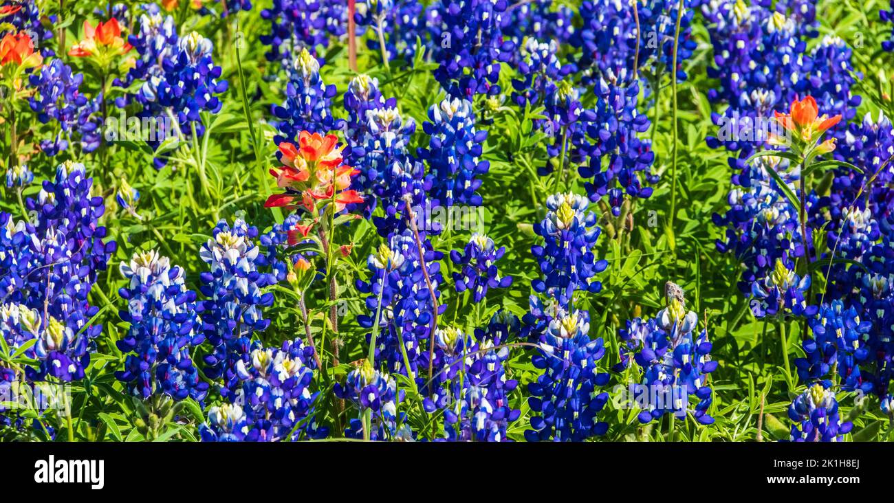 Perfect for texas climate hi-res stock photography and images - Alamy