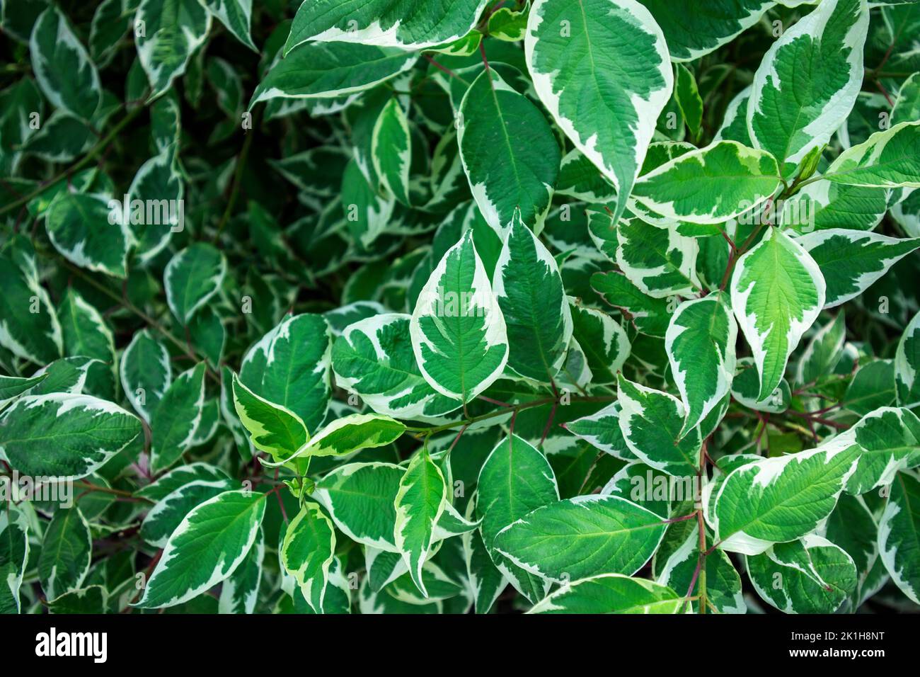 abstract pattern of plant leaves close-up. beautiful flora Stock Photo ...