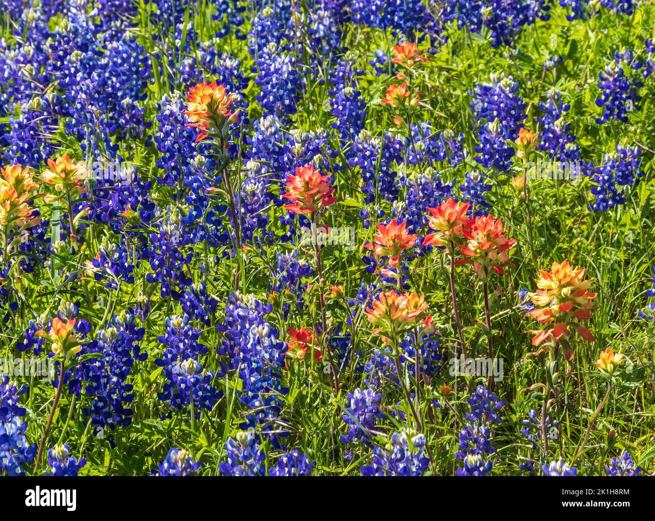 Whitehall texas bluebonnet fields hi-res stock photography and images ...
