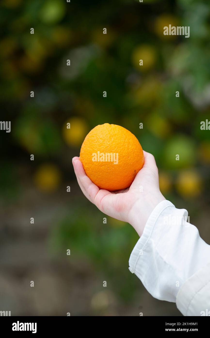 A vertical shot of an orange held in the hand of a woman Stock Photo ...