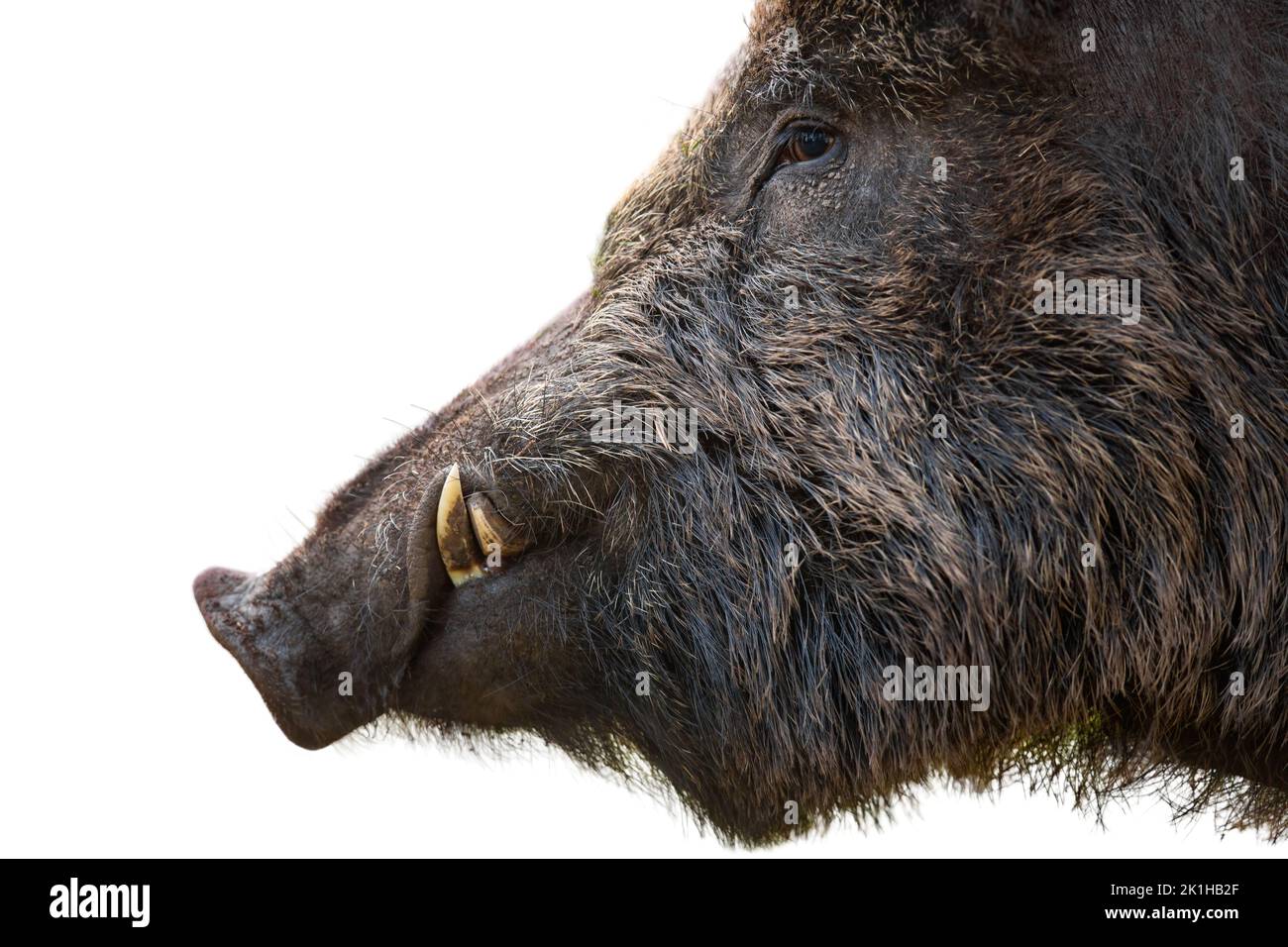 Dangerous wild boar white white tusks looking aside isolated on white ...