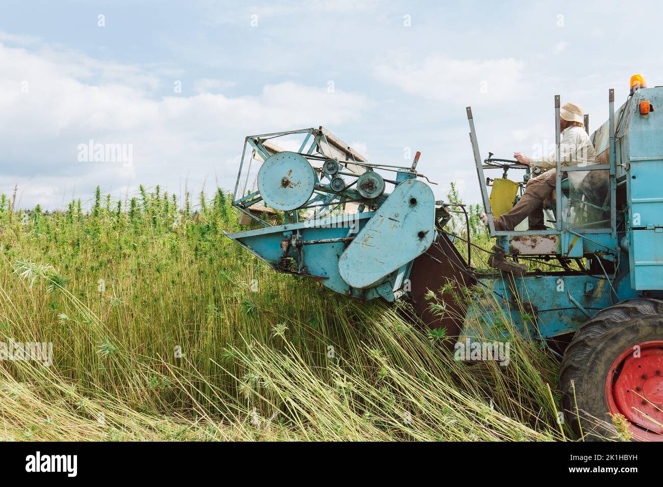 Harvester collecting hemp crops on the plantation. CBD hemp plant for ...