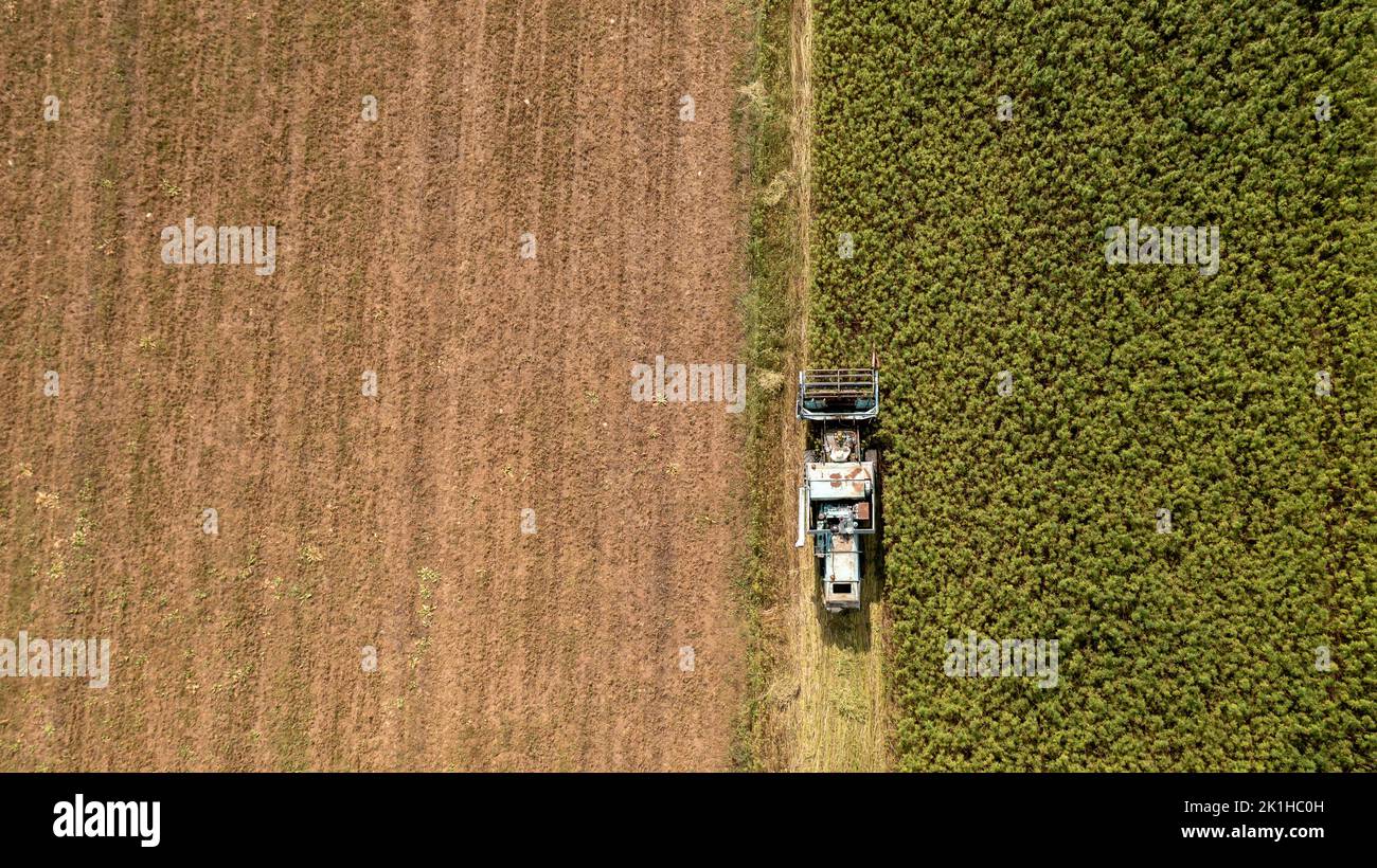 Top down cannabis plant hi-res stock photography and images - Alamy