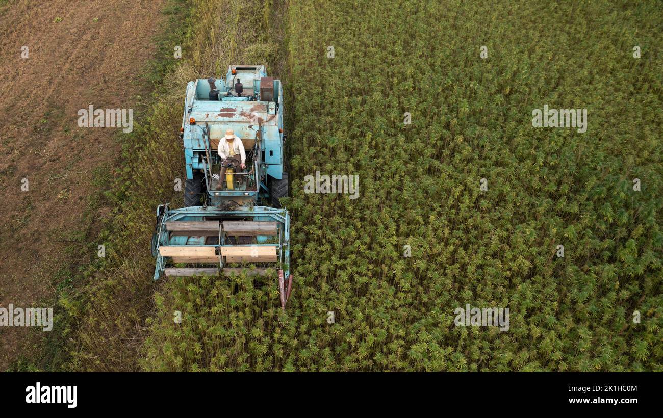 Hemp combine harvester on the farm field collecting cannabis CBD plants ...