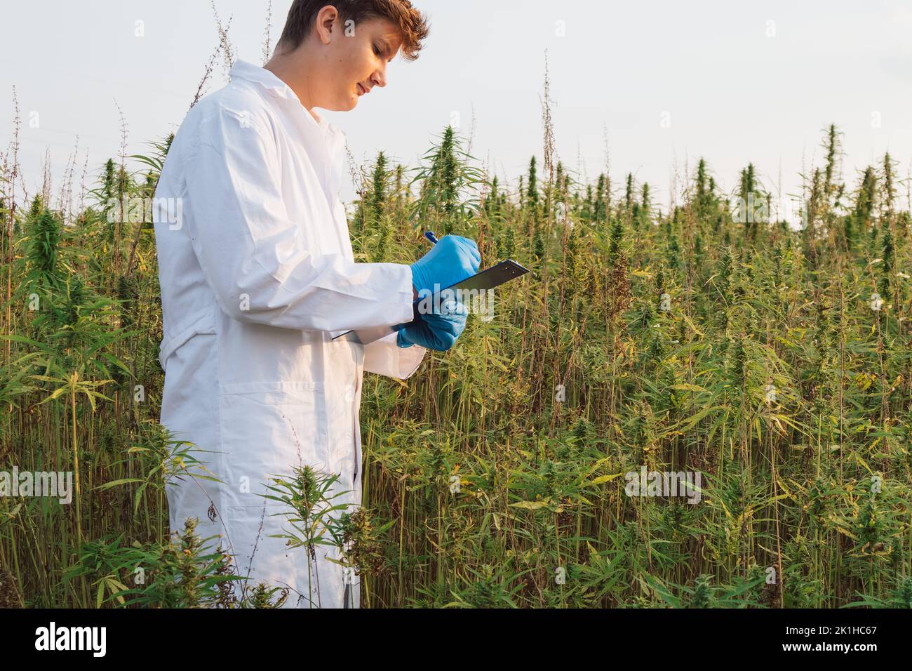 Scientist examining cannabis plants hi-res stock photography and images ...