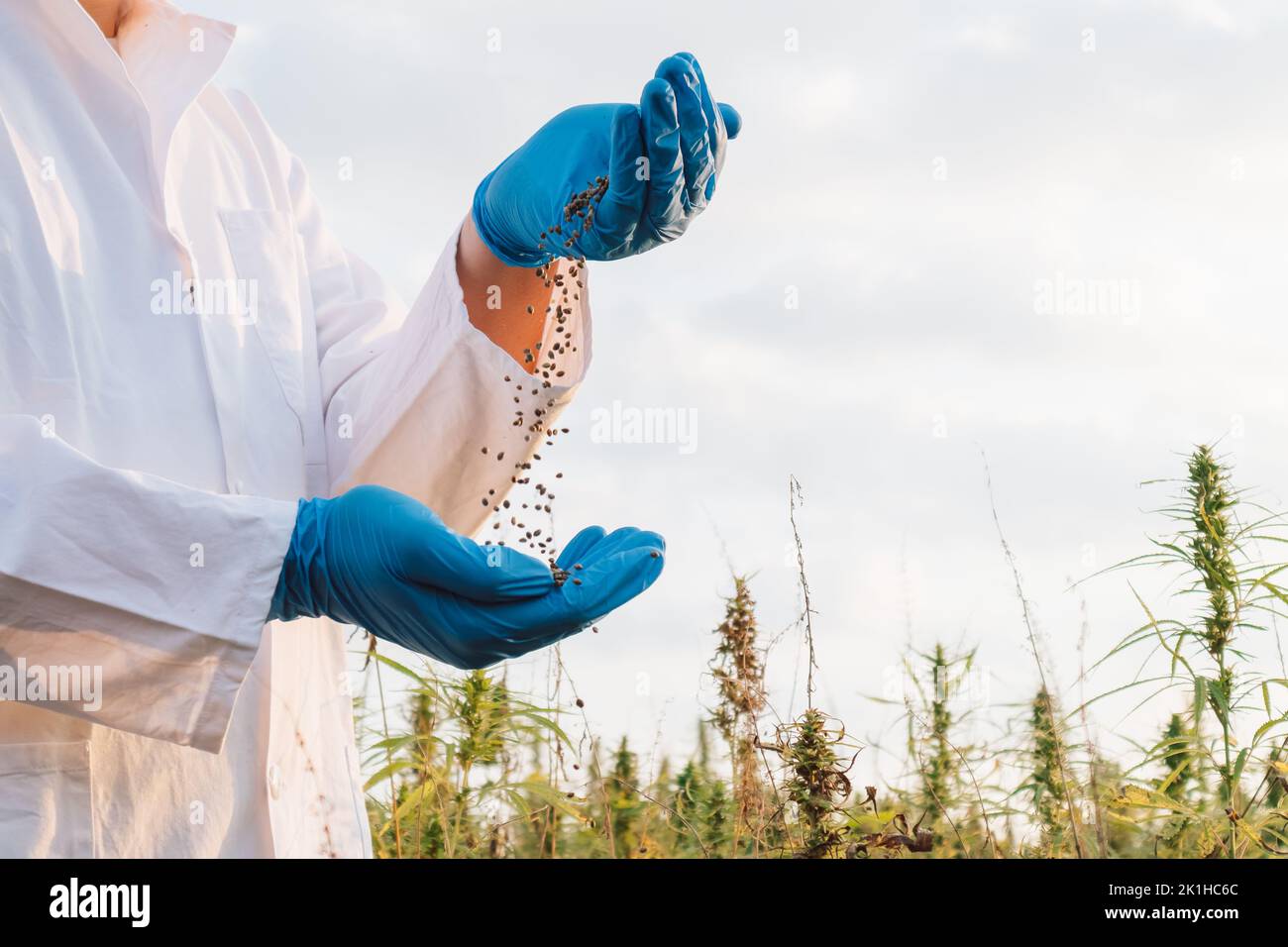 Agronomist pouring CBD hemp seeds, from one hand to another, at ...