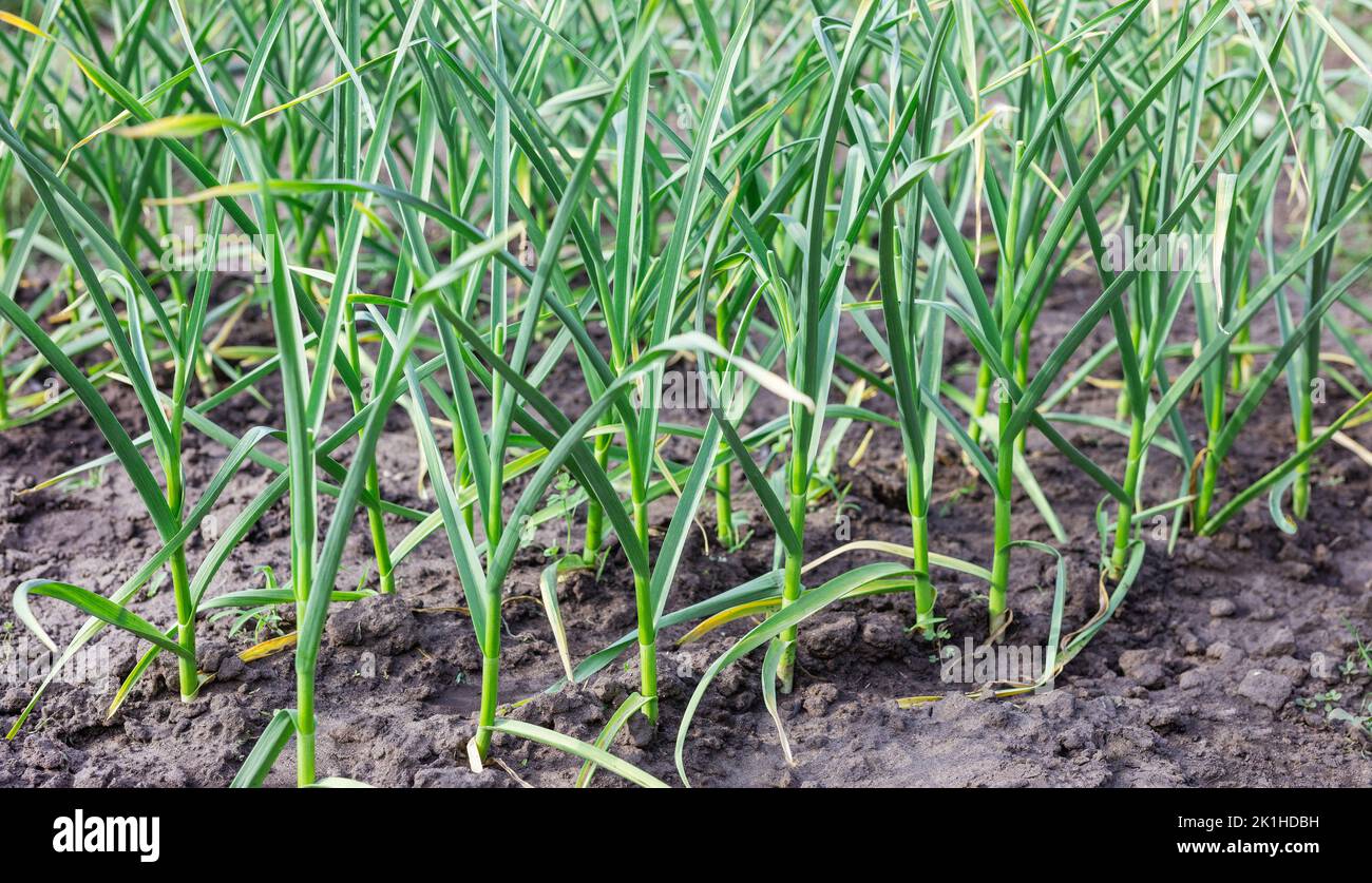 Multiple green stalks hi-res stock photography and images - Alamy