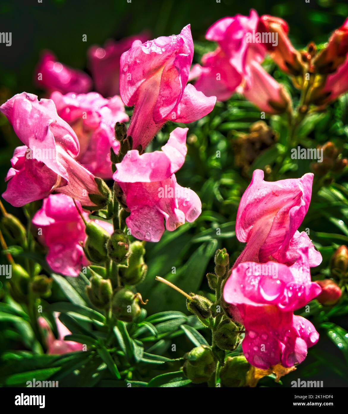 Snapdragon flower and bud hi-res stock photography and images - Alamy