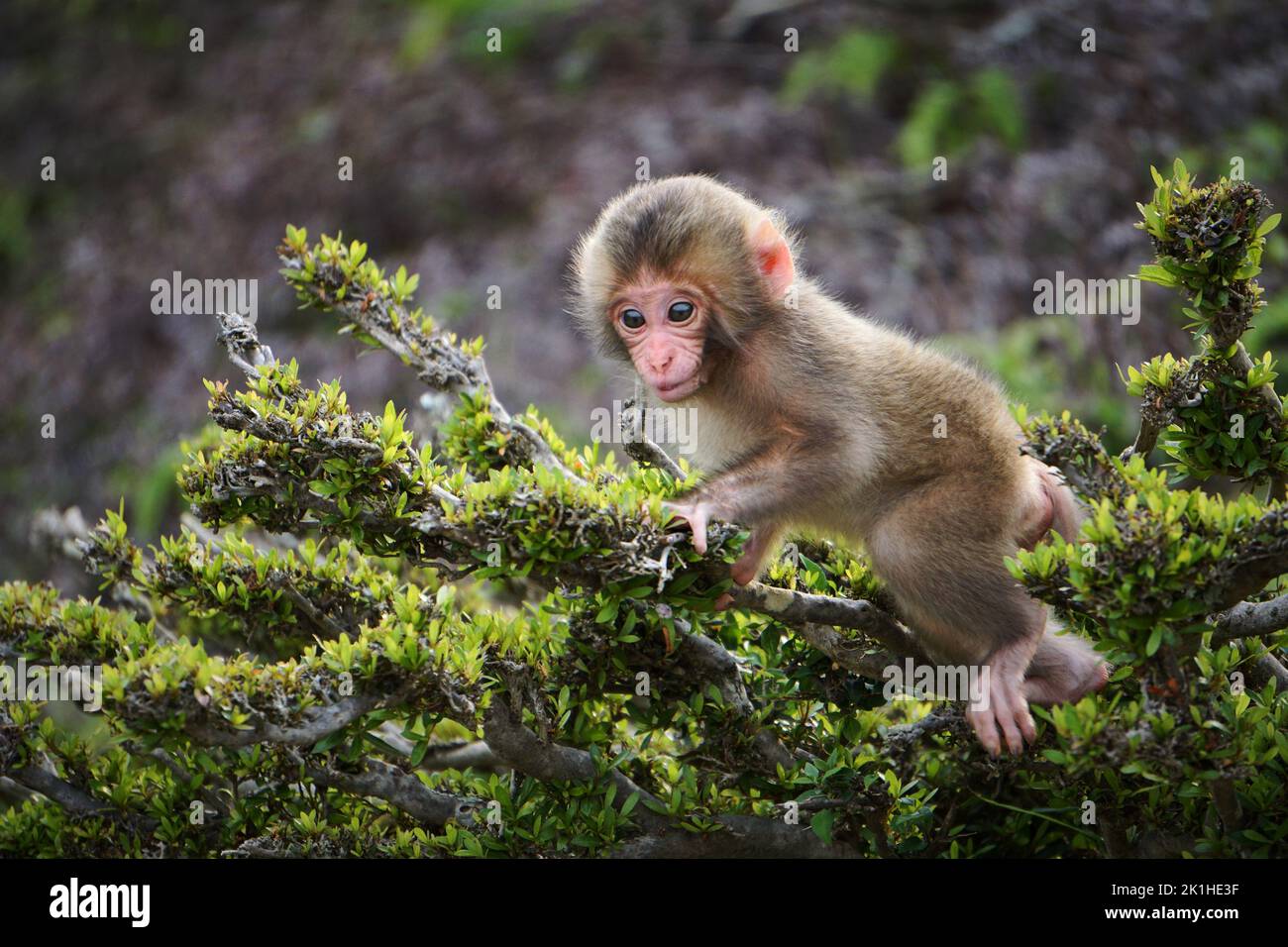 Ayashiyama hi-res stock photography and images - Alamy