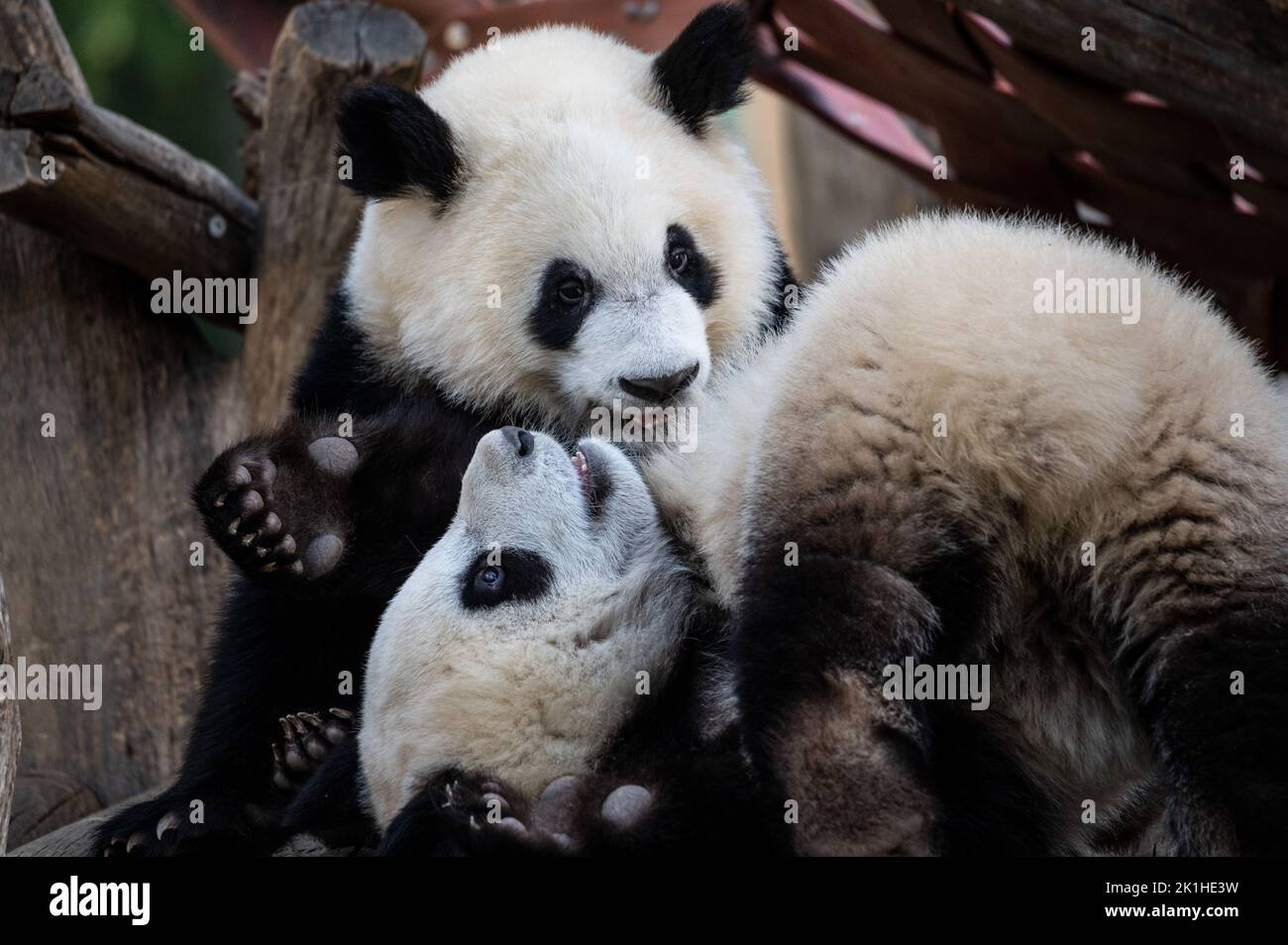 Madrid, Spain. 18th Sep, 2022. The one year old panda twins You You and ...