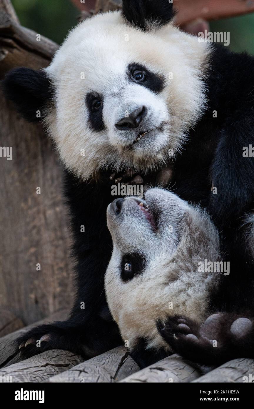 Madrid, Spain. 18th Sep, 2022. The one year old panda twins You You and ...