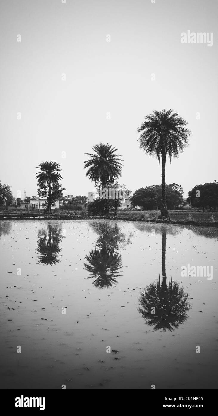 The reflection of palm trees ion the water surface, grayscale shot ...