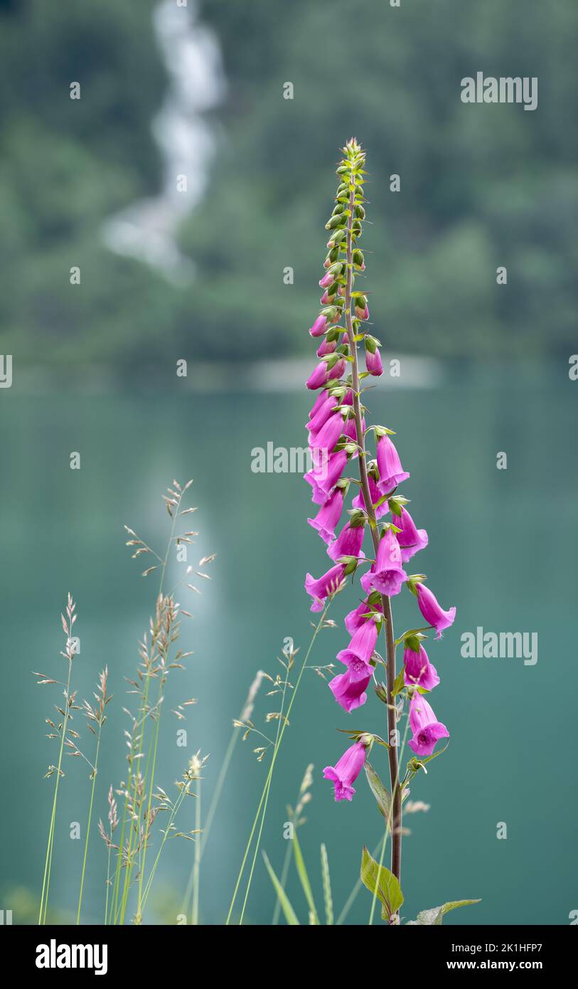 Wonderful landscapes in Norway. Blooming colorful lupine flowers in ...