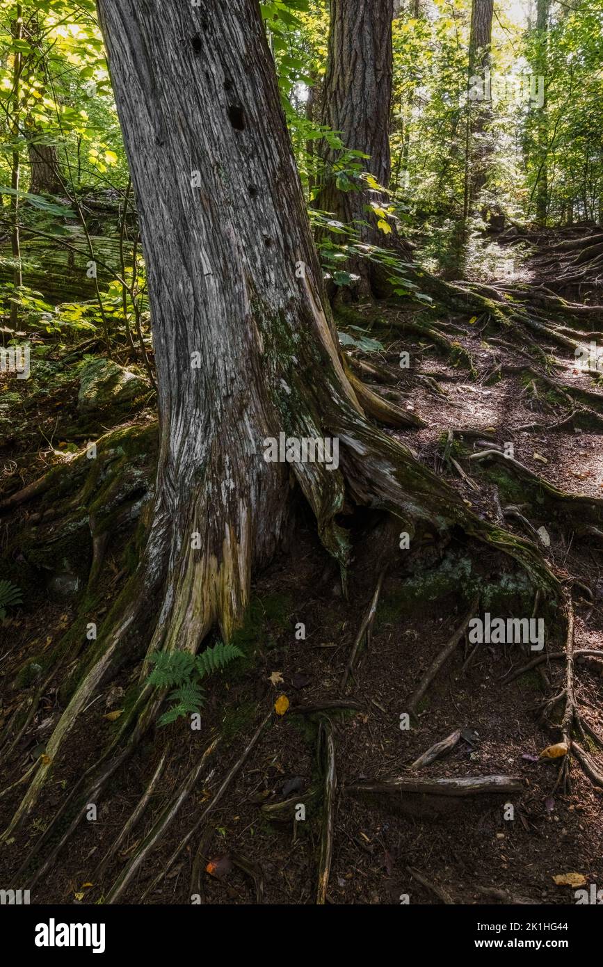 Textures and colours in a dark forest in Algonquin Park Ontario Stock ...