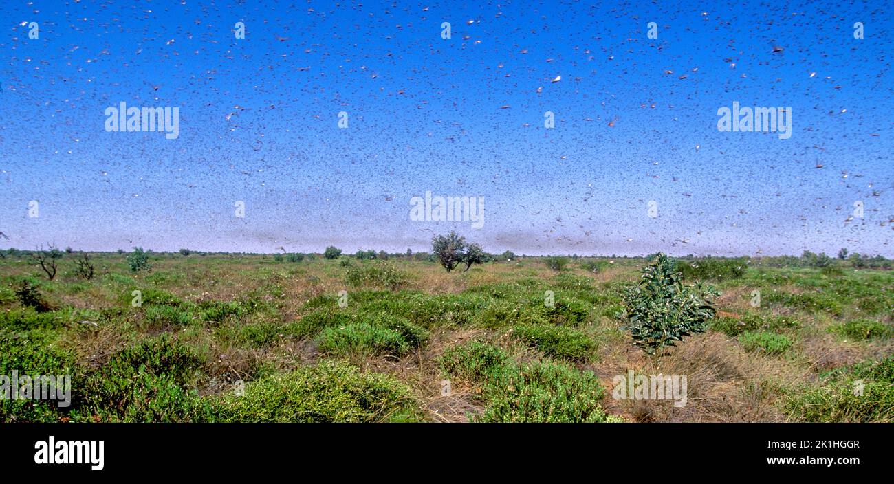 Locust swarm australia hi-res stock photography and images - Alamy