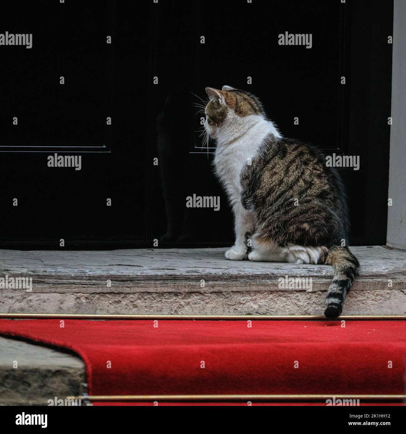 London, UK. 18th Sep, 2022. Larry, the Downing Street cat and Chief ...