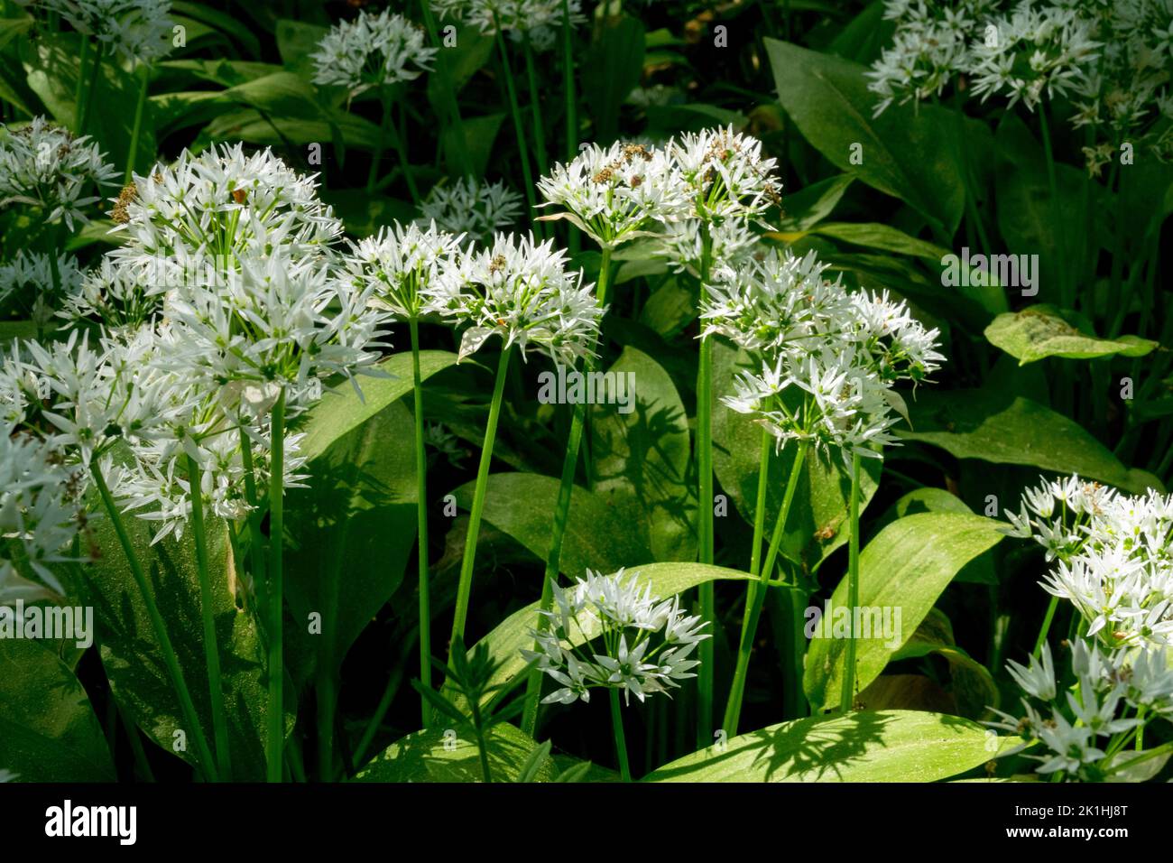 Bears Garlic, flowering Allium ursinum flowers Allium, Wild Garlic ...