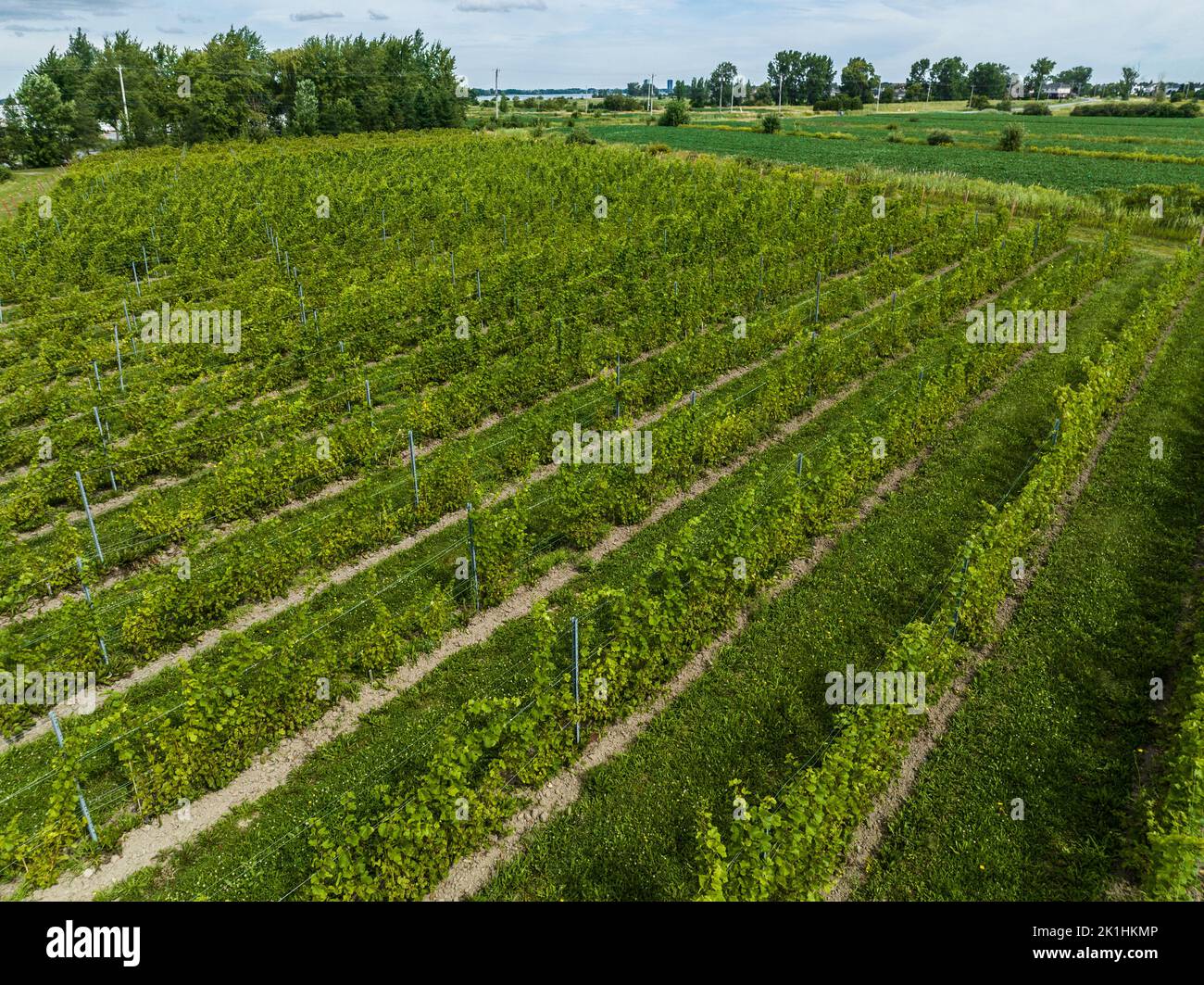 Aerial view of a vineyard in the St. Lawrence Valley, Quebec, Canada ...