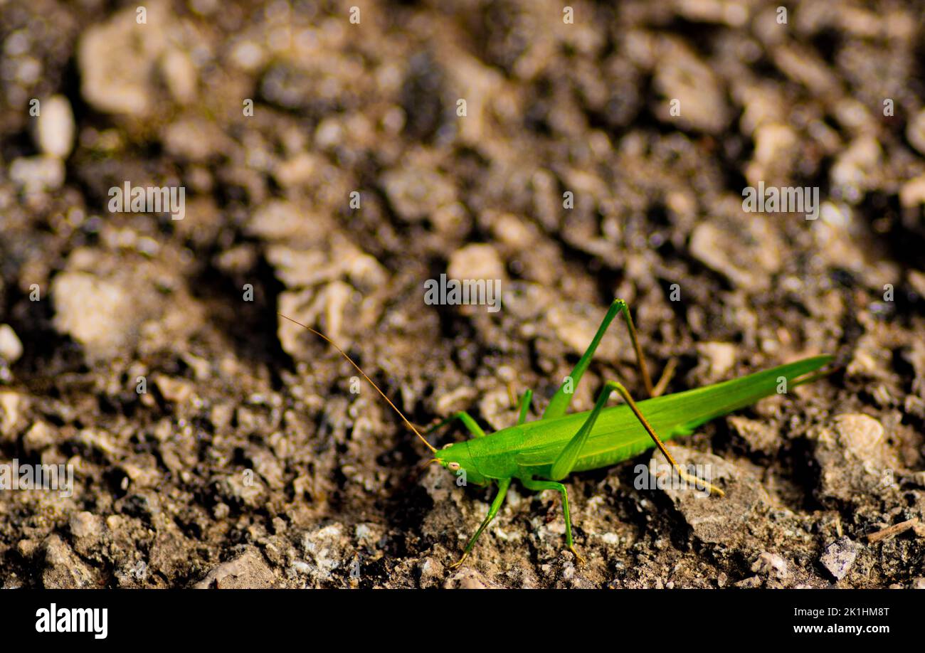 Macro photo of a green grasshopper on a stone path Stock Photo - Alamy