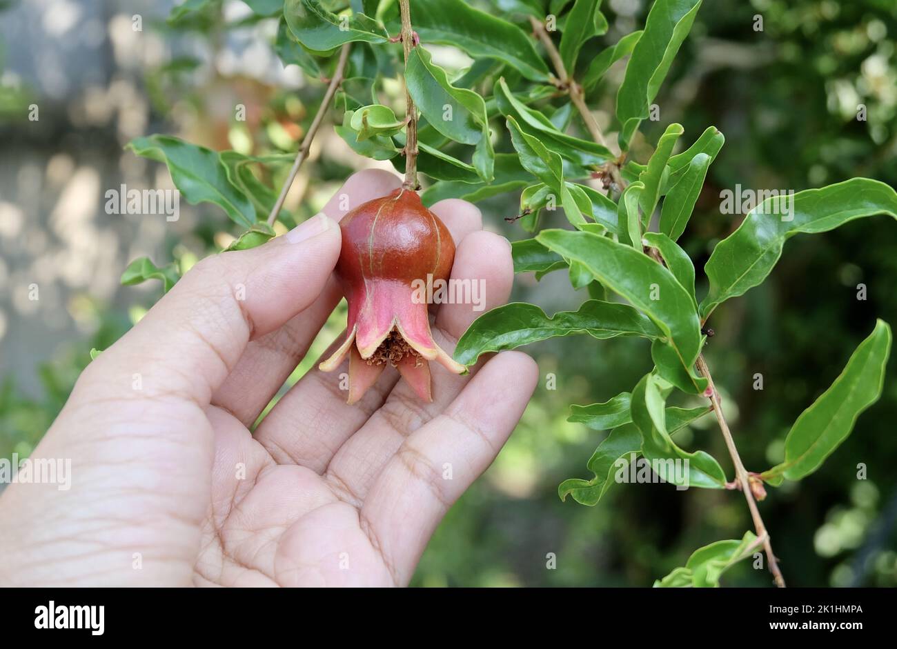 Chinese apple hi-res stock photography and images - Alamy