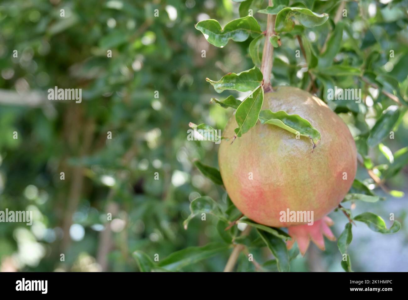 Fruit, Ripe and Sweet Pomegranate or Punica Granatum Fruits. One of The ...