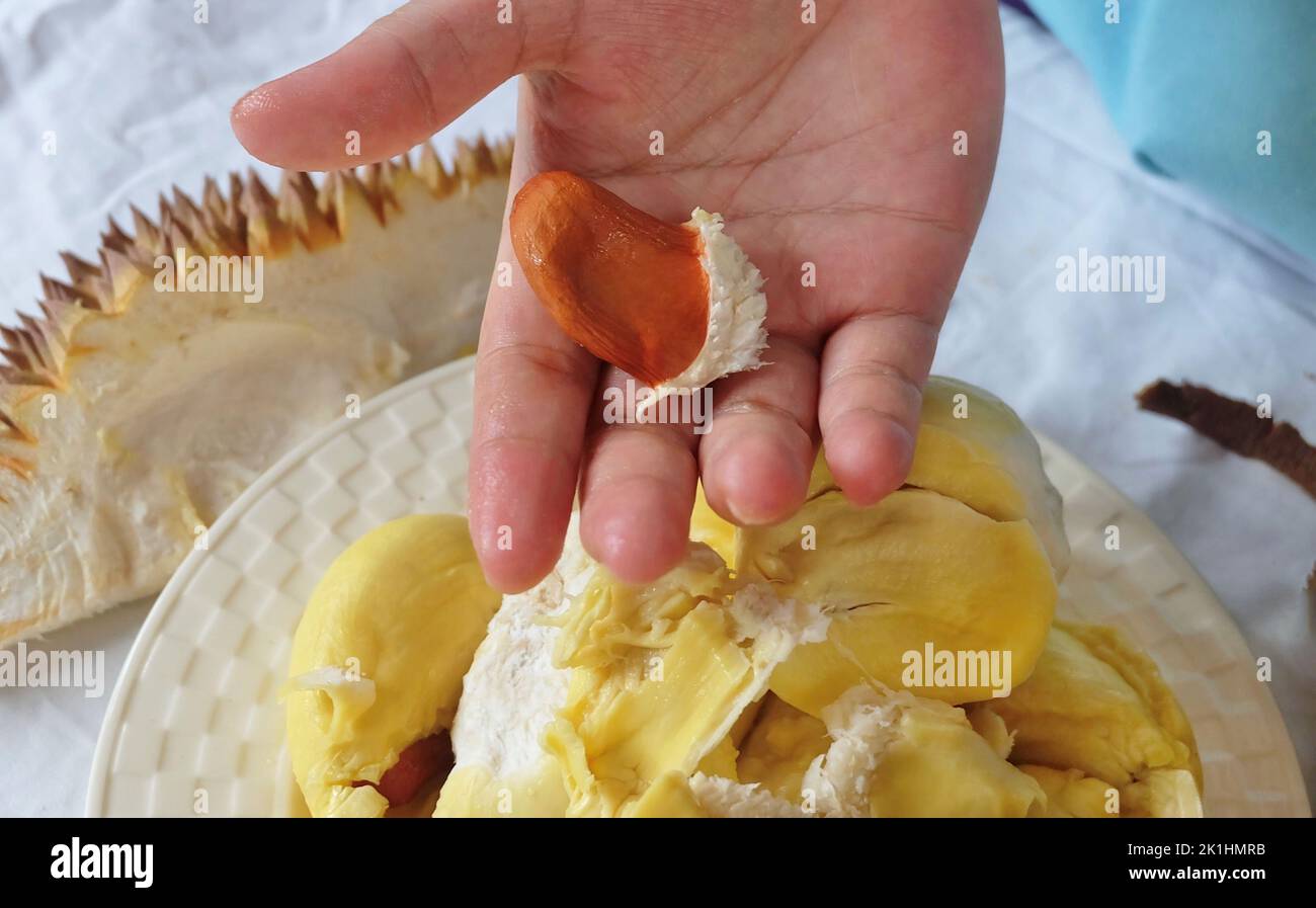 Hand Holding Durian Seed. One of The Most Popular Fruits in The World ...