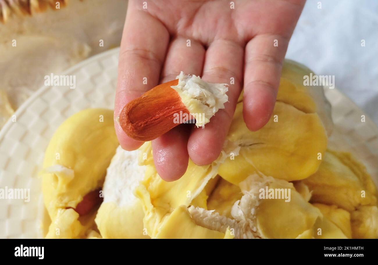 Hand Holding Durian Seed. One of The Most Popular Fruits in The World ...